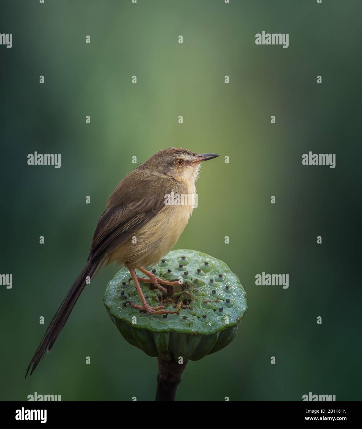 Plain Prinia ( Prinia inornata ) on lotus flower Stock Photo - Alamy