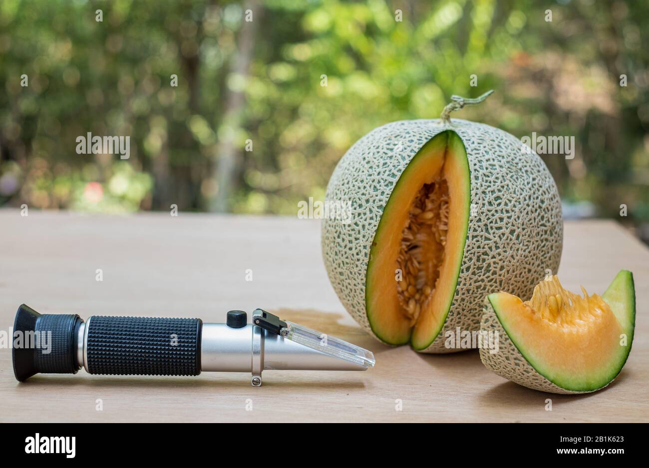 Farmer measures the sugar content of the organic melon with Brix ...