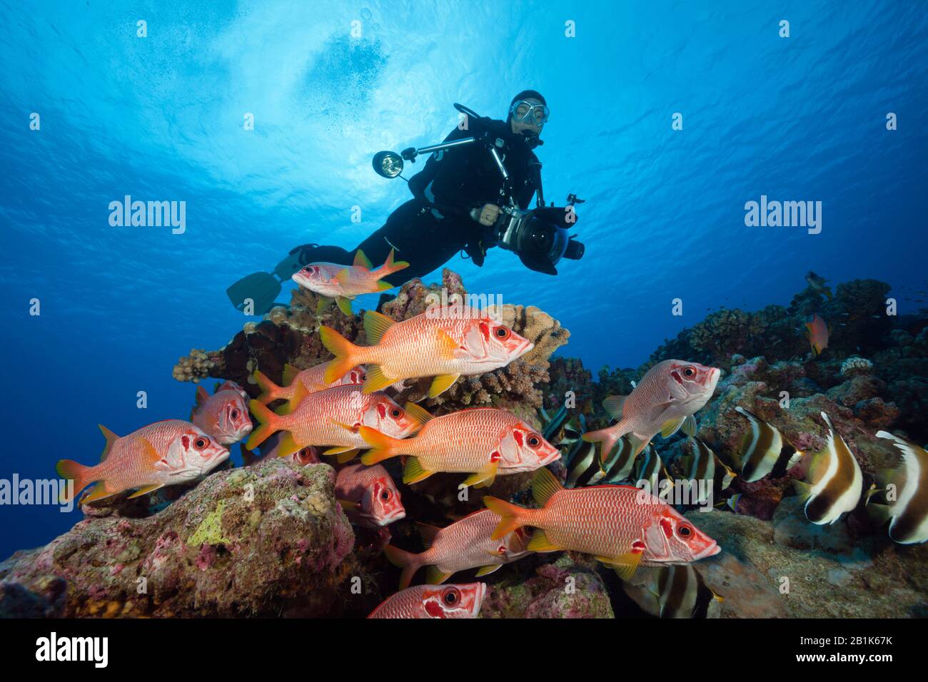 Shoal of Longjawed Squirrelfish, Ahe Atoll, Tuamotu Archipel, French ...