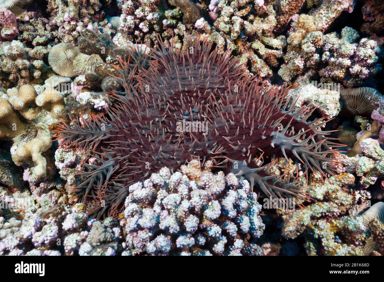 Crown-of-Thorn Starfish, Acanthaster placi, Ahe Atoll, Tuamotu Archipel ...