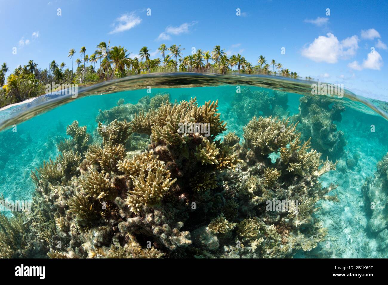 Coral Block in Lagoon, Apataki Atoll, Tuamotu Archipel, French ...