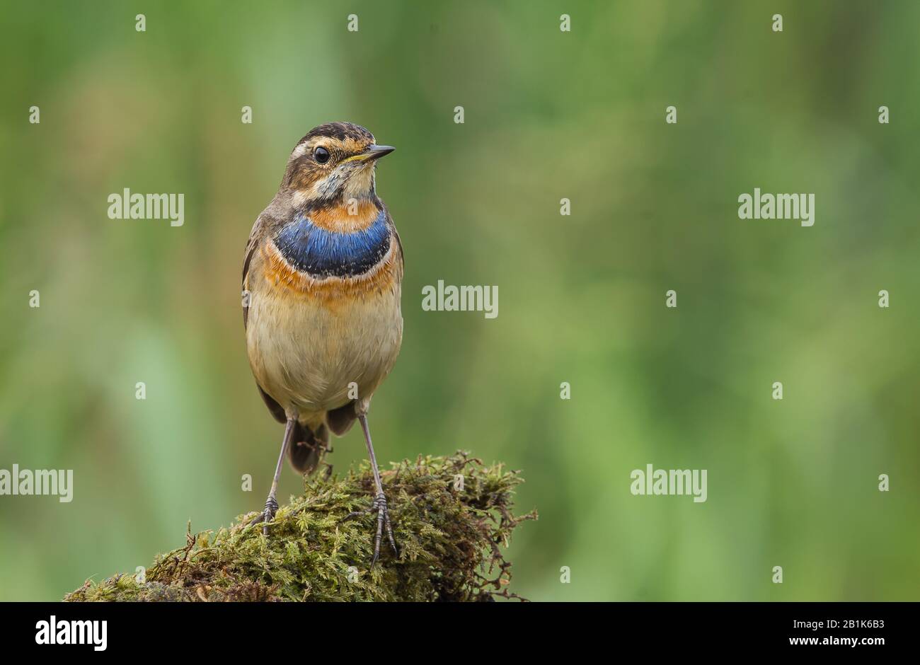 Bluethroat ( Luscinia svecica ) on dry branch Stock Photo - Alamy