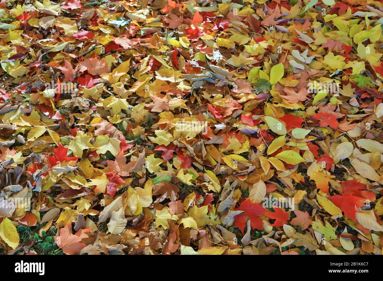 Natures floor of autumn leaves Stock Photo - Alamy