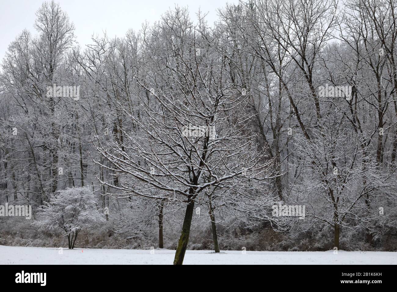 Snow cover on the tall tree line Stock Photo - Alamy