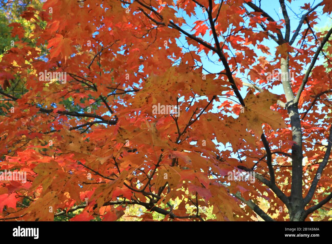 Autumn leaf colors Stock Photo - Alamy