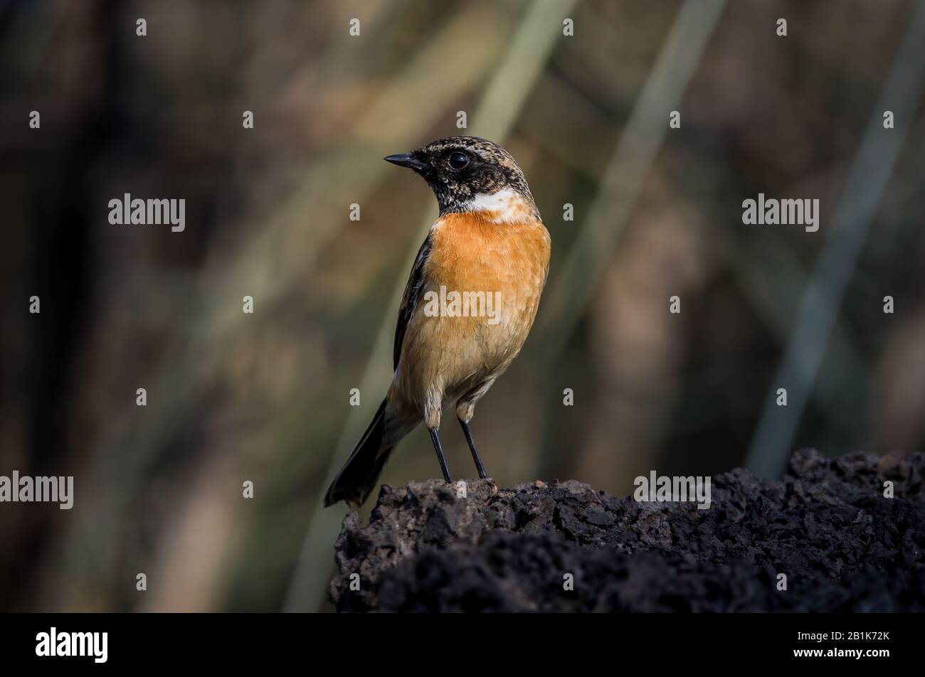Eastern Stonechat (Saxicola rubicola) on the ground Stock Photo - Alamy