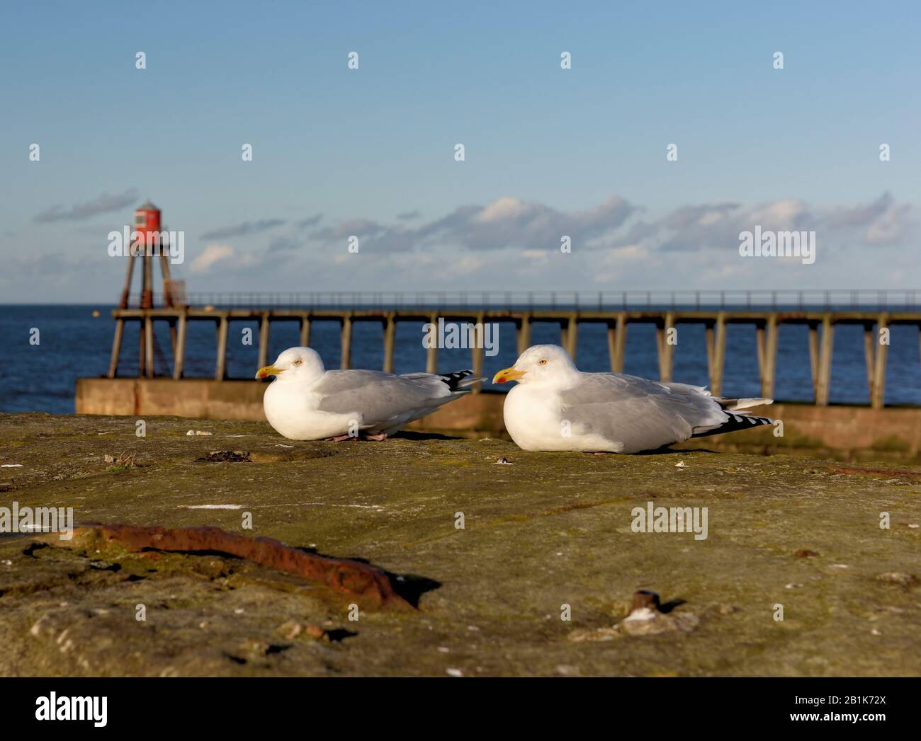 Two seagulls sitting on the lighthouse pier,Whitby,North Yorkshire ...
