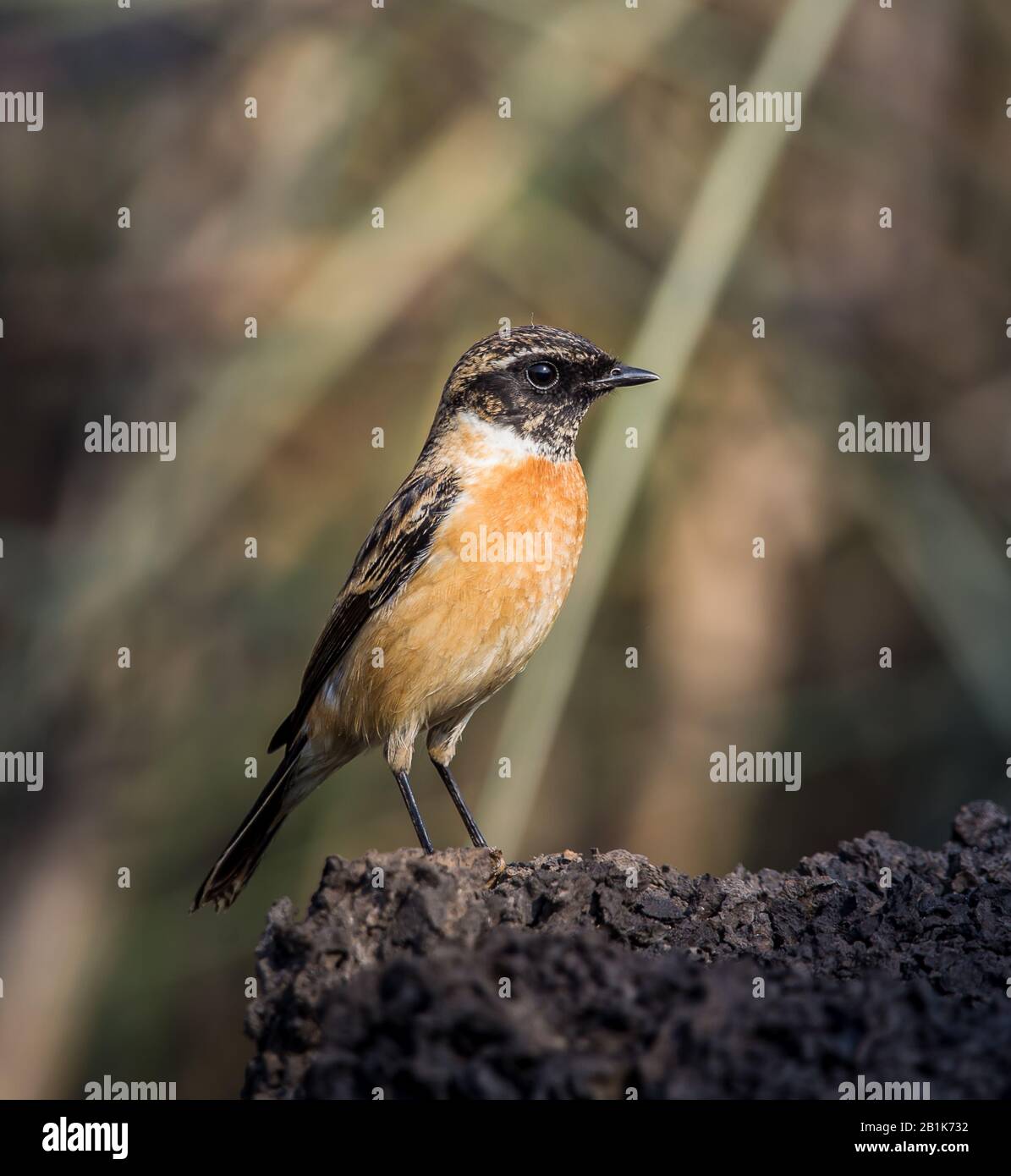 Eastern Stonechat (Saxicola rubicola) on the ground Stock Photo - Alamy