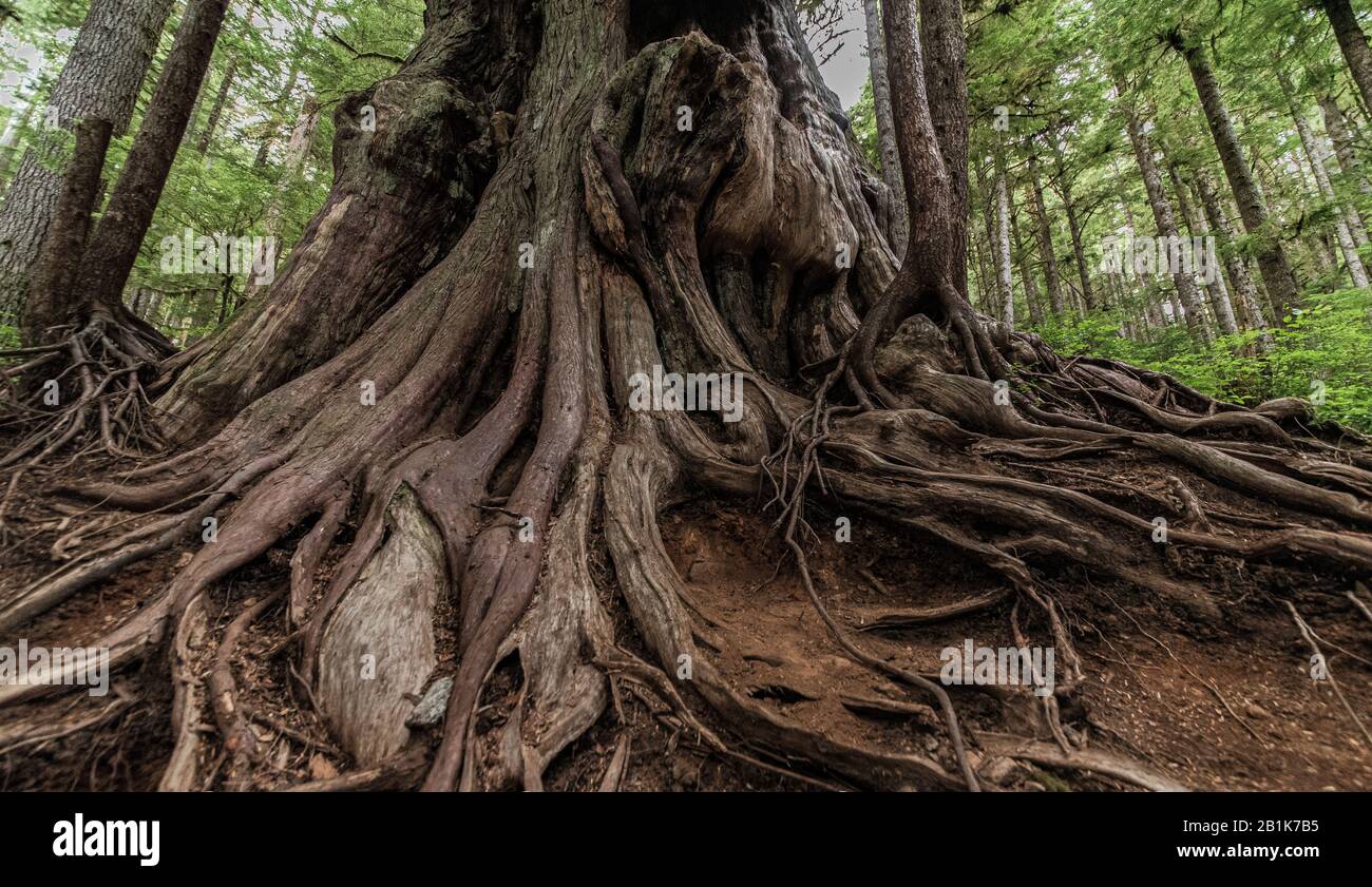 Western red cedar trees roots hi-res stock photography and images - Alamy