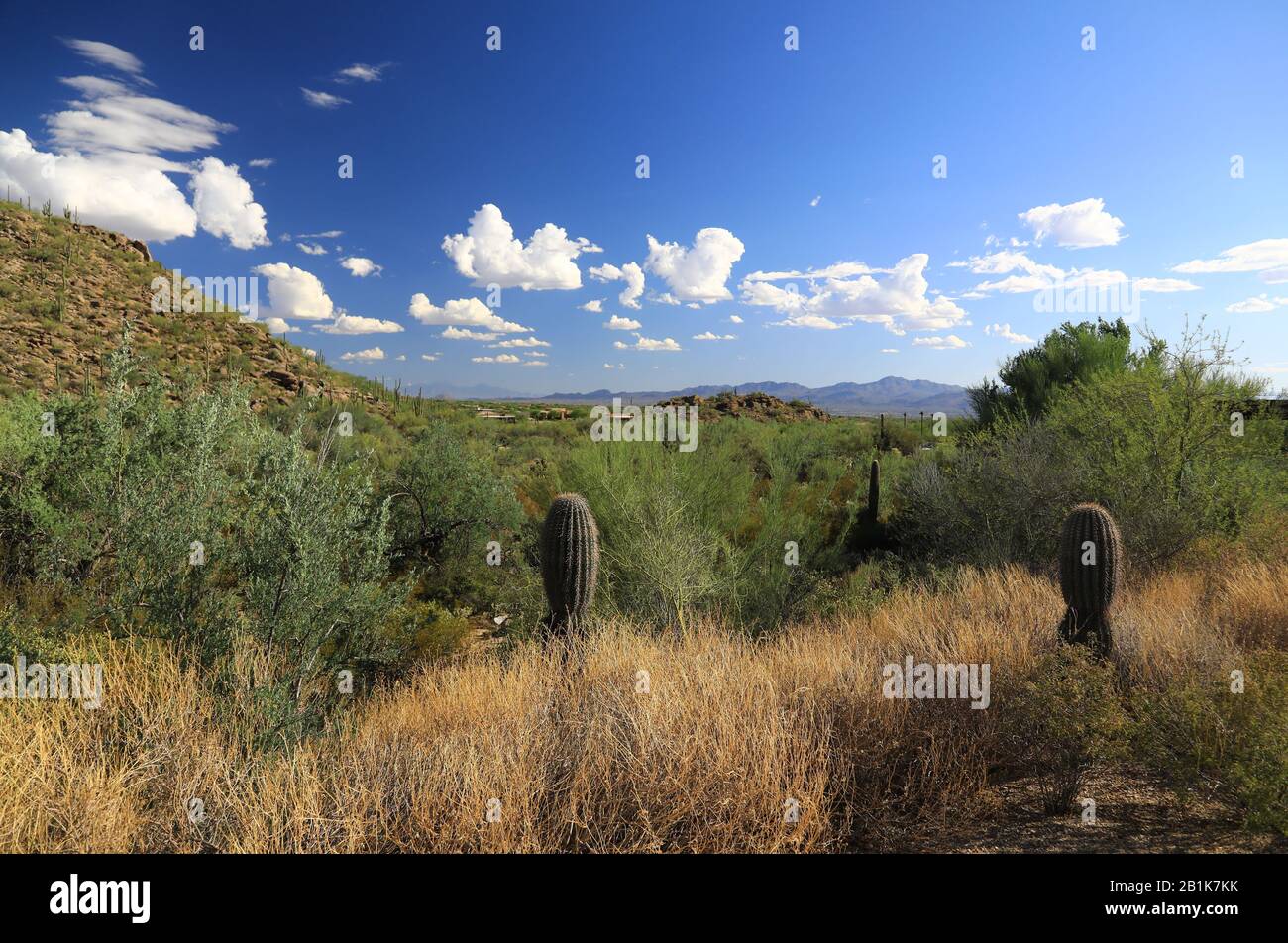Desert landscape in Arizona Stock Photo - Alamy