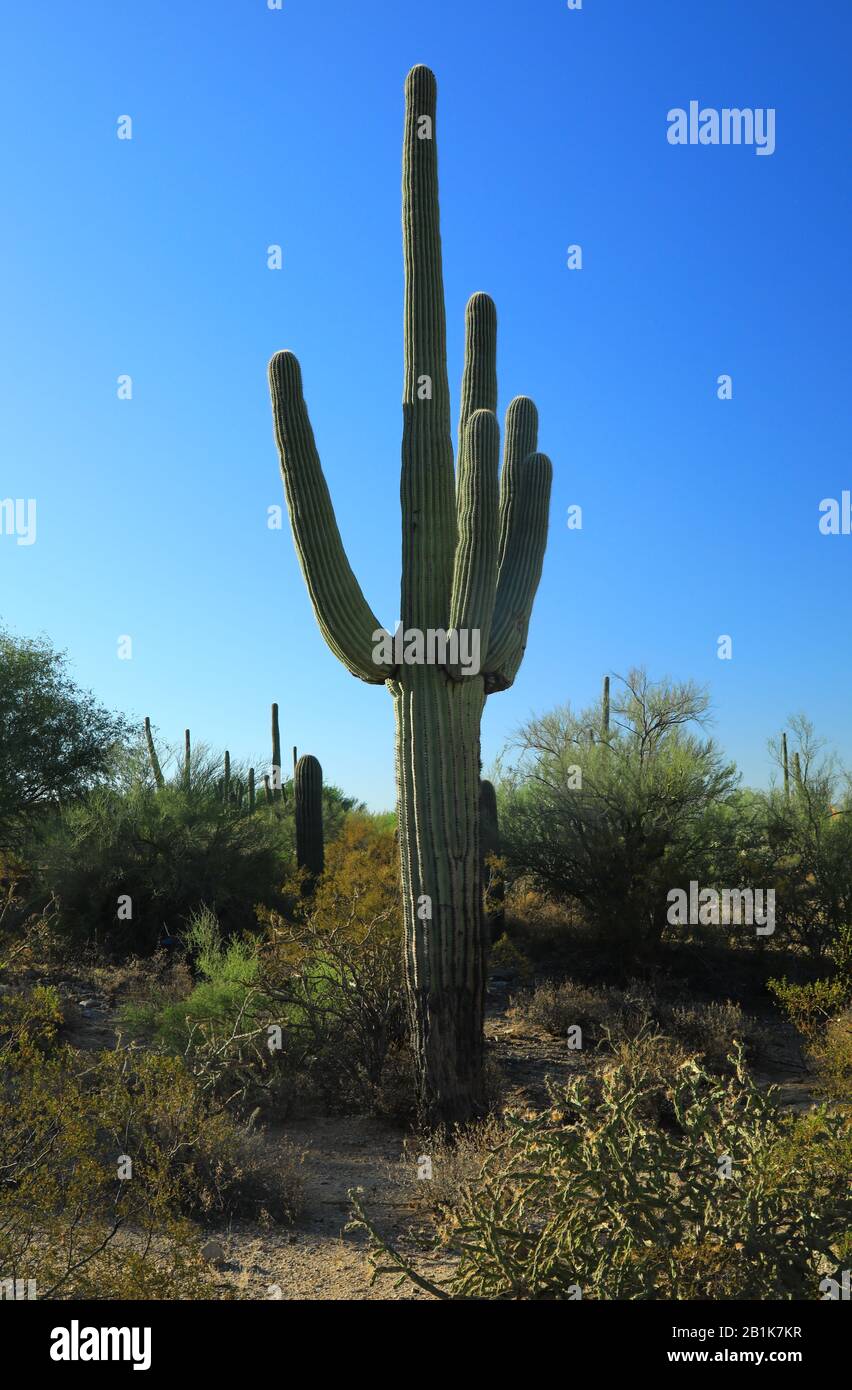 Yuma arizona cactus hi-res stock photography and images - Alamy