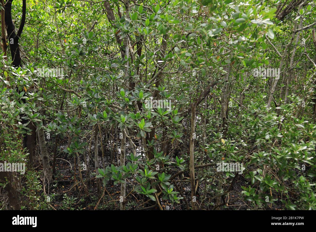 Full frame of a mangrove forest in the delta Stock Photo - Alamy