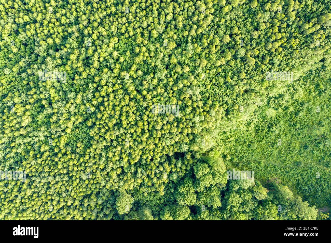 Top down aerial view of green summer forest with many fresh trees Stock ...