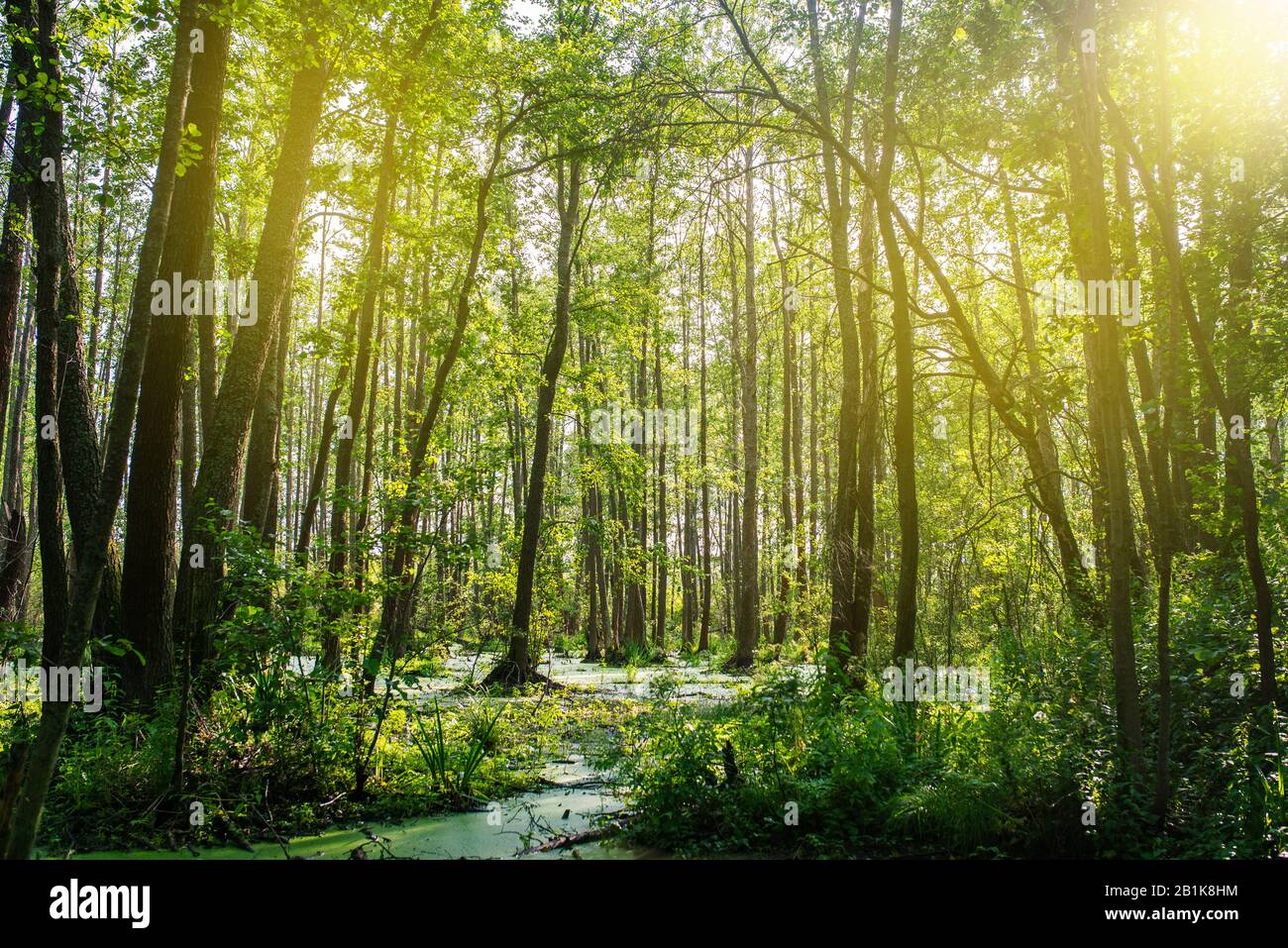 Dense forest and swamp. Sunbeams bring down trees. Swamp vegetation ...