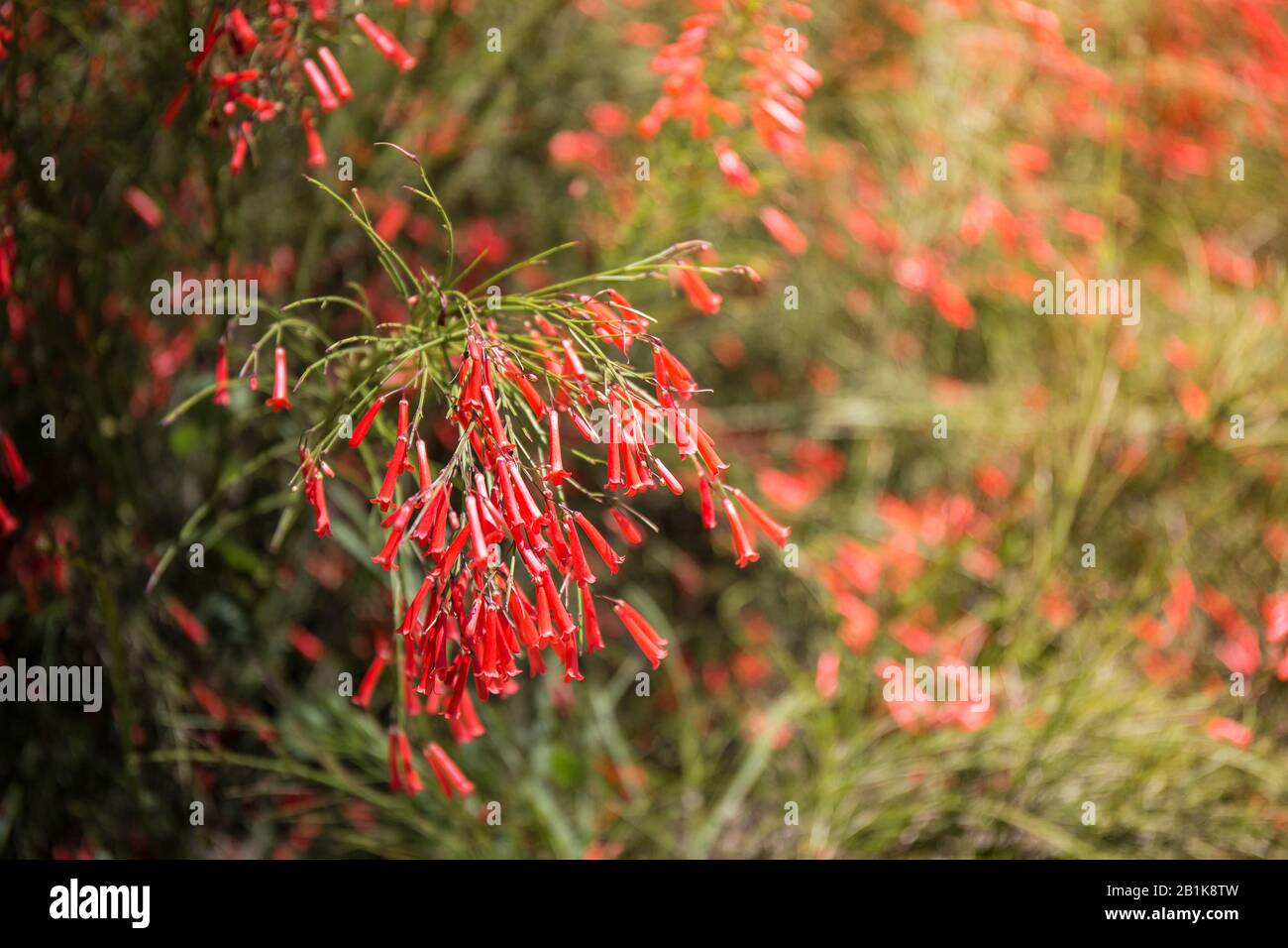 fountainbush ( Russelia equisetiformis ) in garden Stock Photo - Alamy