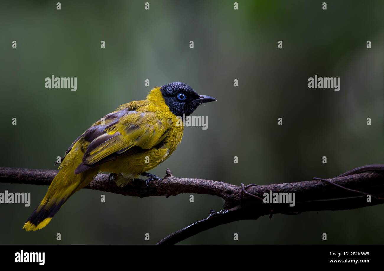 Black-headed Bulbul ( Pycnonotus atriceps) on branch tree ,Birde of ...