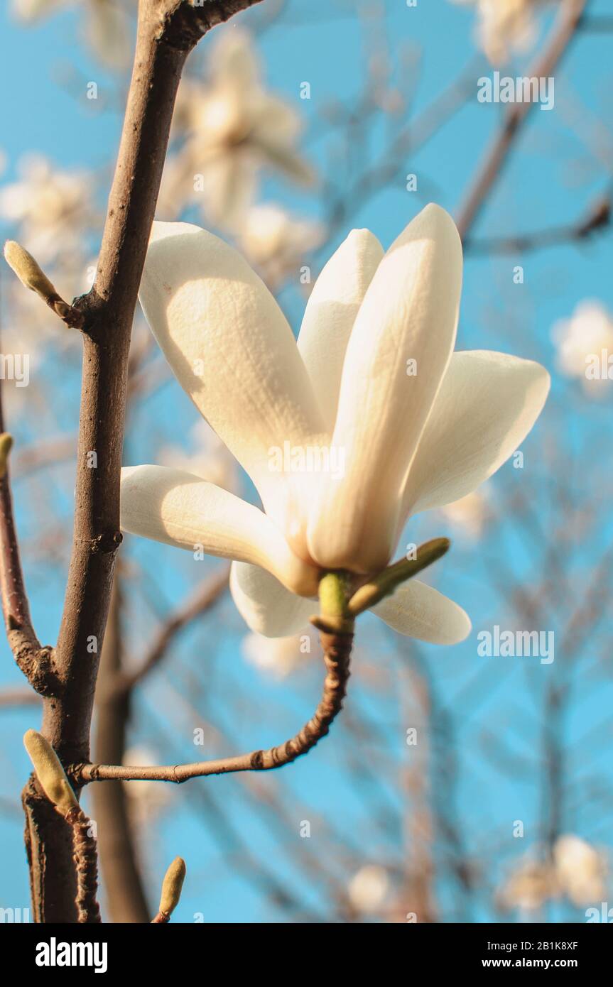 Beautiful blooming magnolia branches with open flowers. White chinese ...