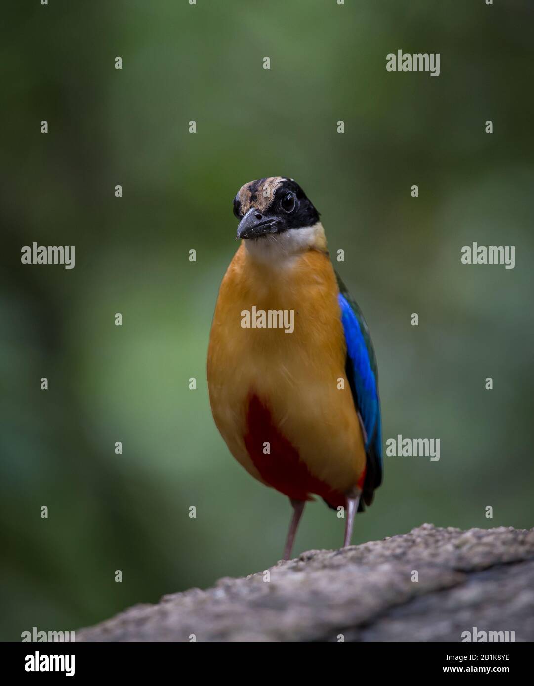 Blue-winged Pitta(Moluccan Pitta) on stone in park of Thailand Stock ...