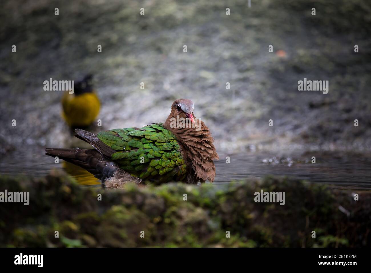 Common Emerald Dove ( Chalcophaps indica ) Swim in the pond Stock Photo ...