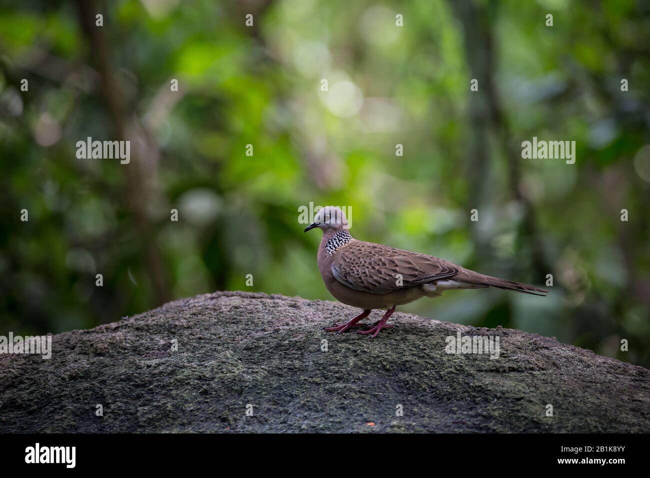 Spilopelia chinensis hi-res stock photography and images - Alamy
