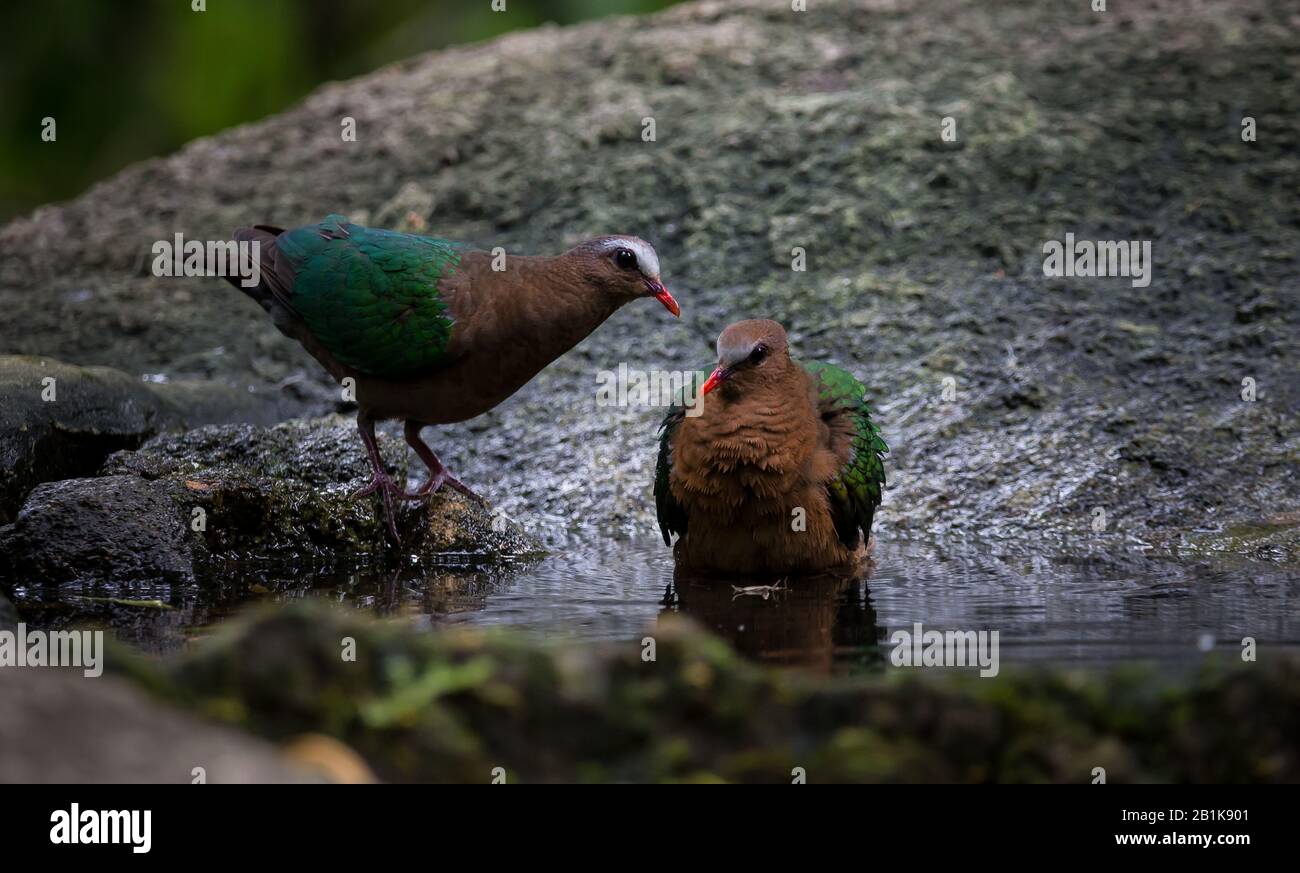 Common Emerald Dove ( Chalcophaps indica ) Swim in the pond Stock Photo ...