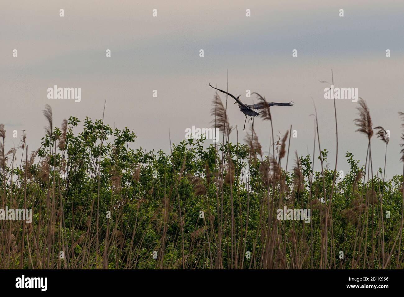 water birds inside the Mantua lakes, Mincio regional park, Mantua ...
