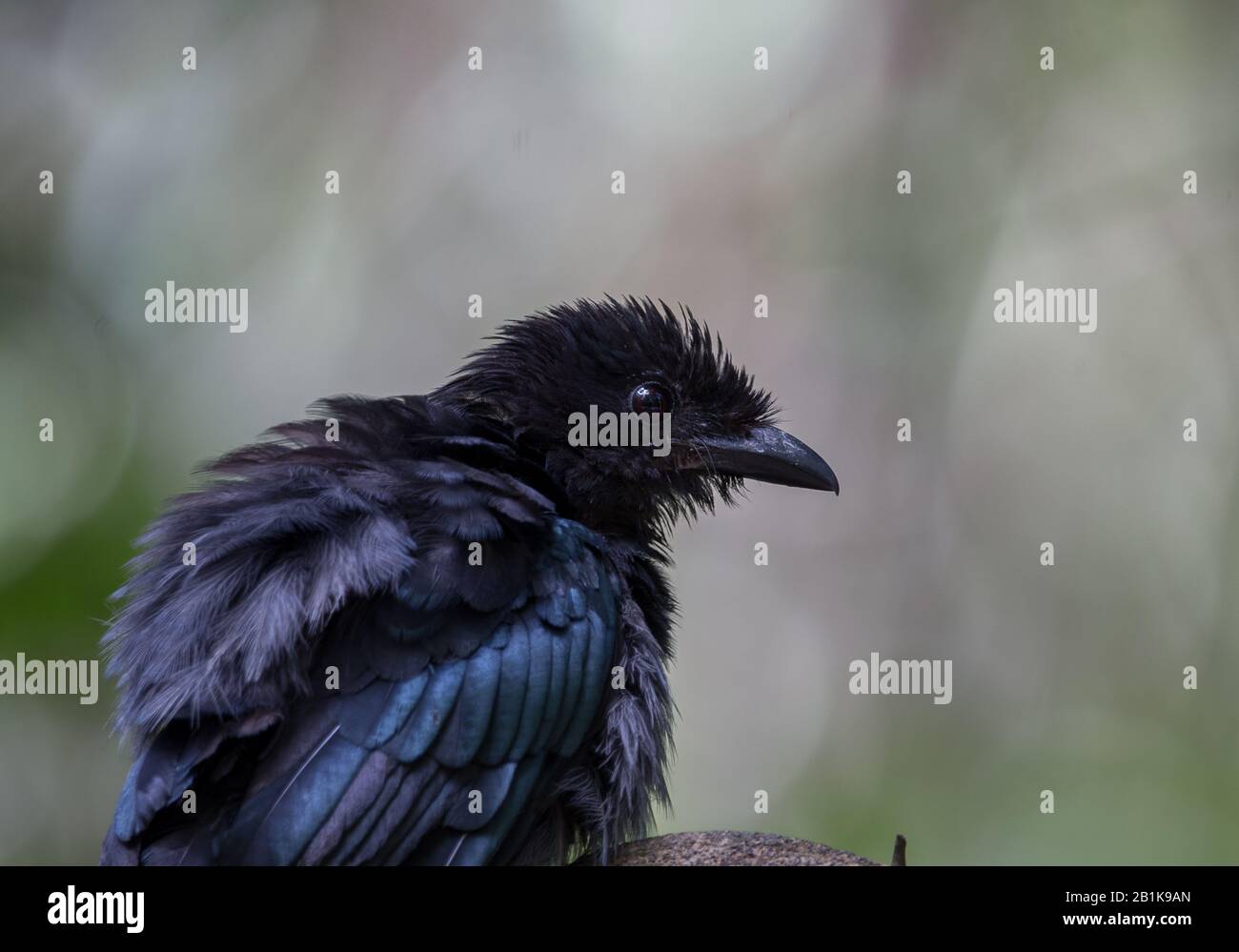 Green racket tail hi-res stock photography and images - Alamy