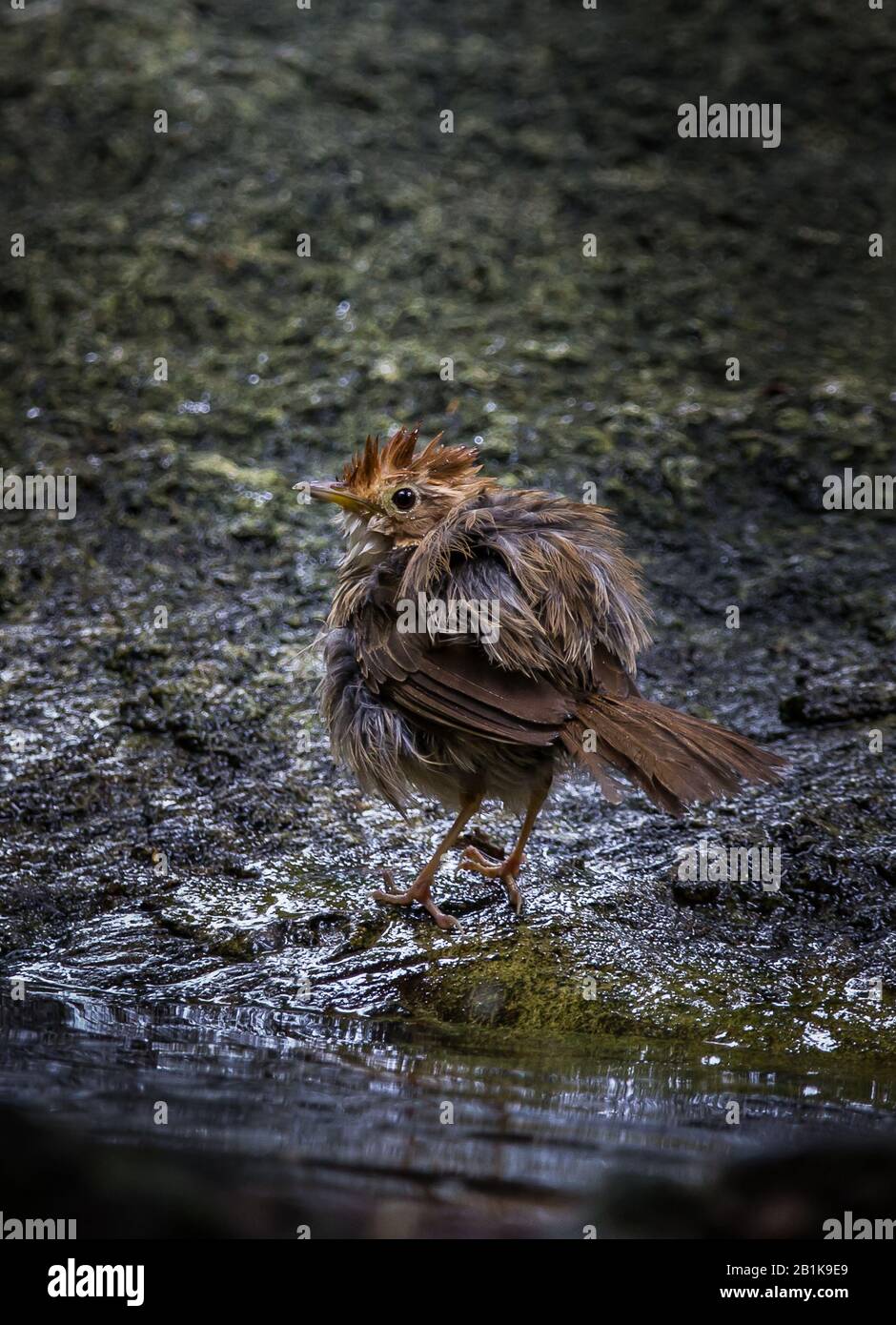 Pin-striped Tit Babbler (Macronus gularis) Standing furry on a rock in ...