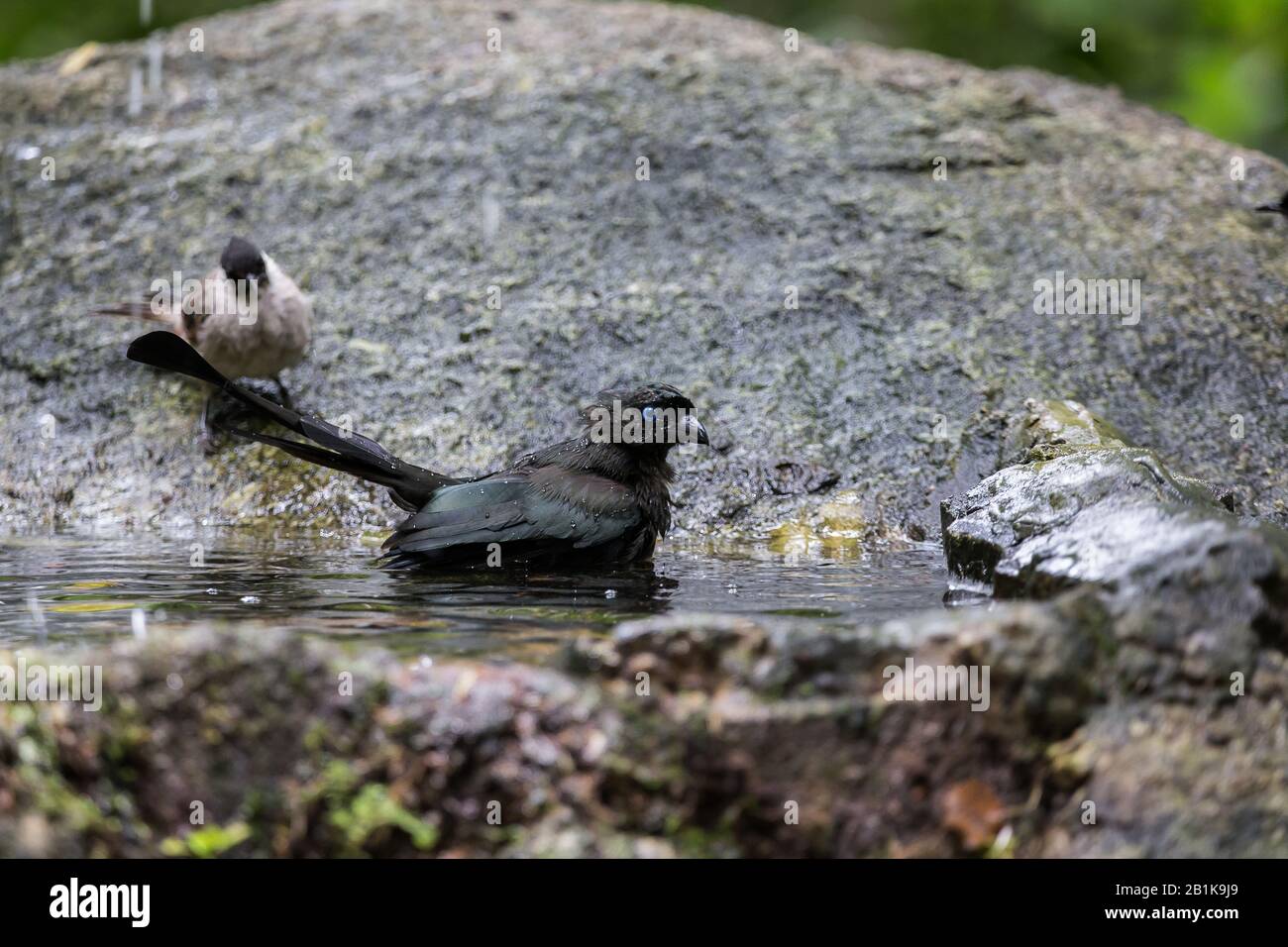 Racket-tailed Treepie (Crypsirina temia) bathing in a pool in the ...
