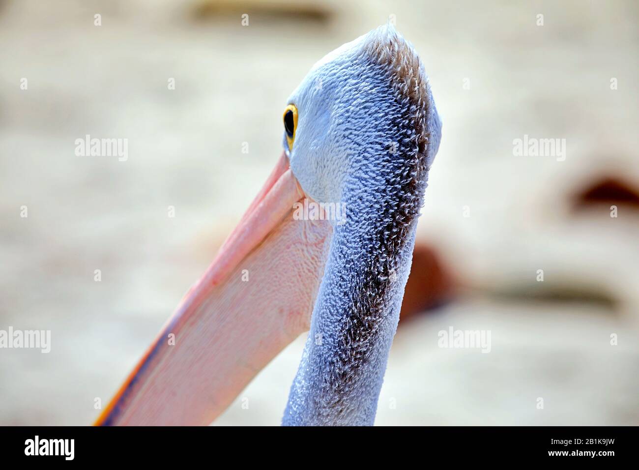 Pelican back hi-res stock photography and images - Alamy