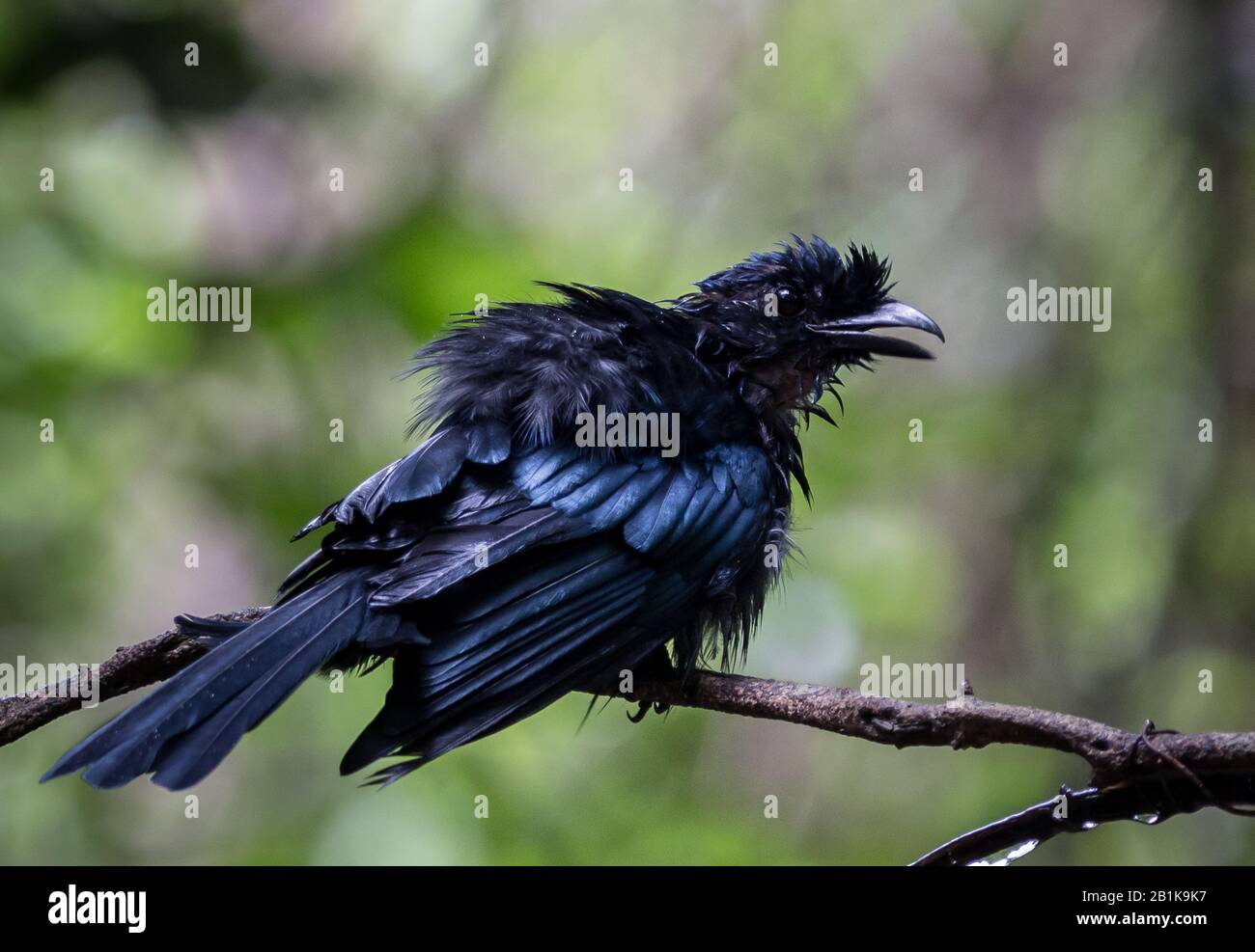 Greater Racket-tailed Drongo (Dicrurus paradiseus) on banch tree in ...