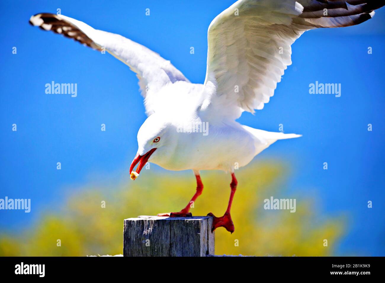 Excited bird hi-res stock photography and images - Alamy