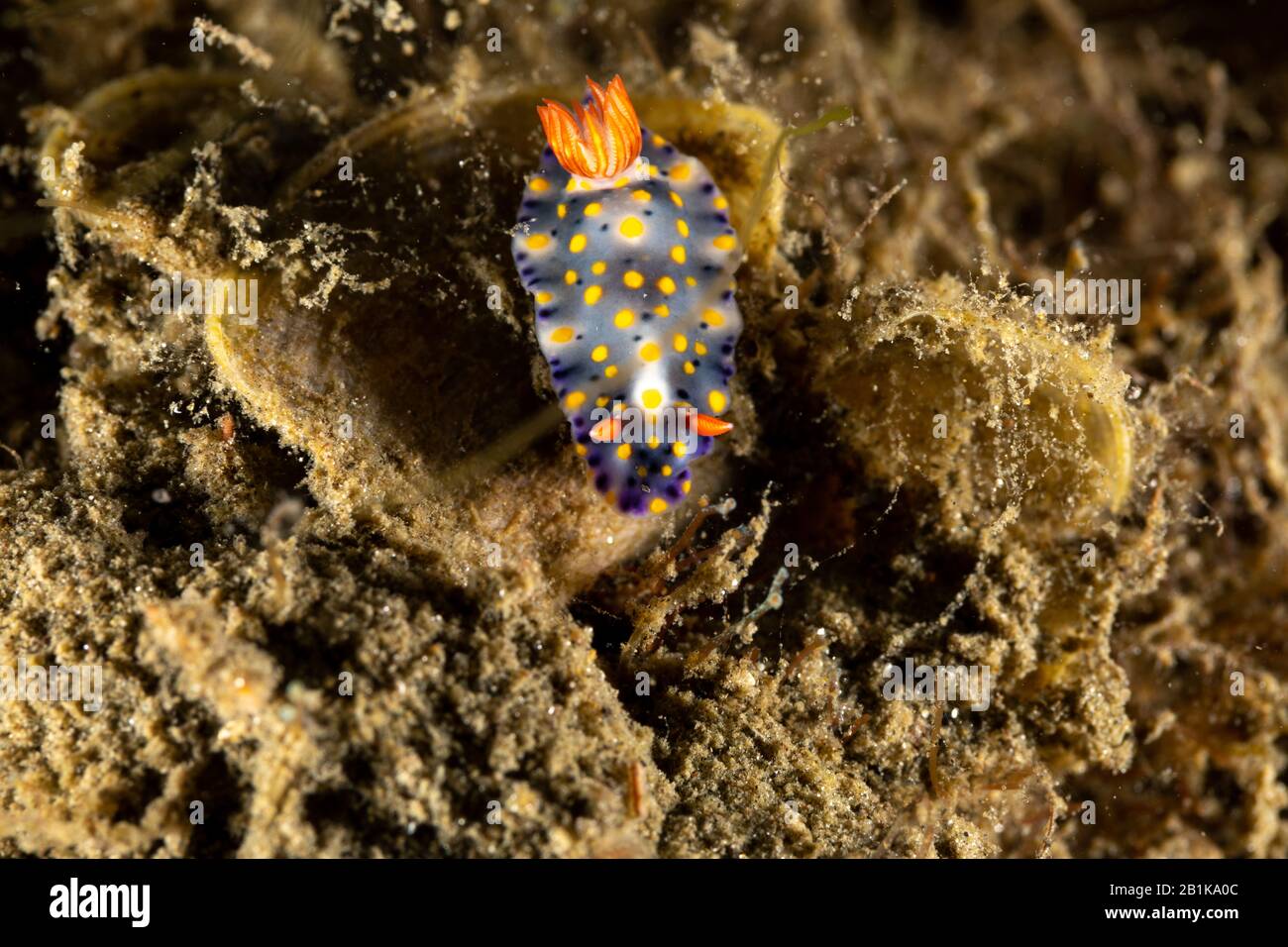 The most beautiful underwater snails of the Indian and Pacific Ocean ...
