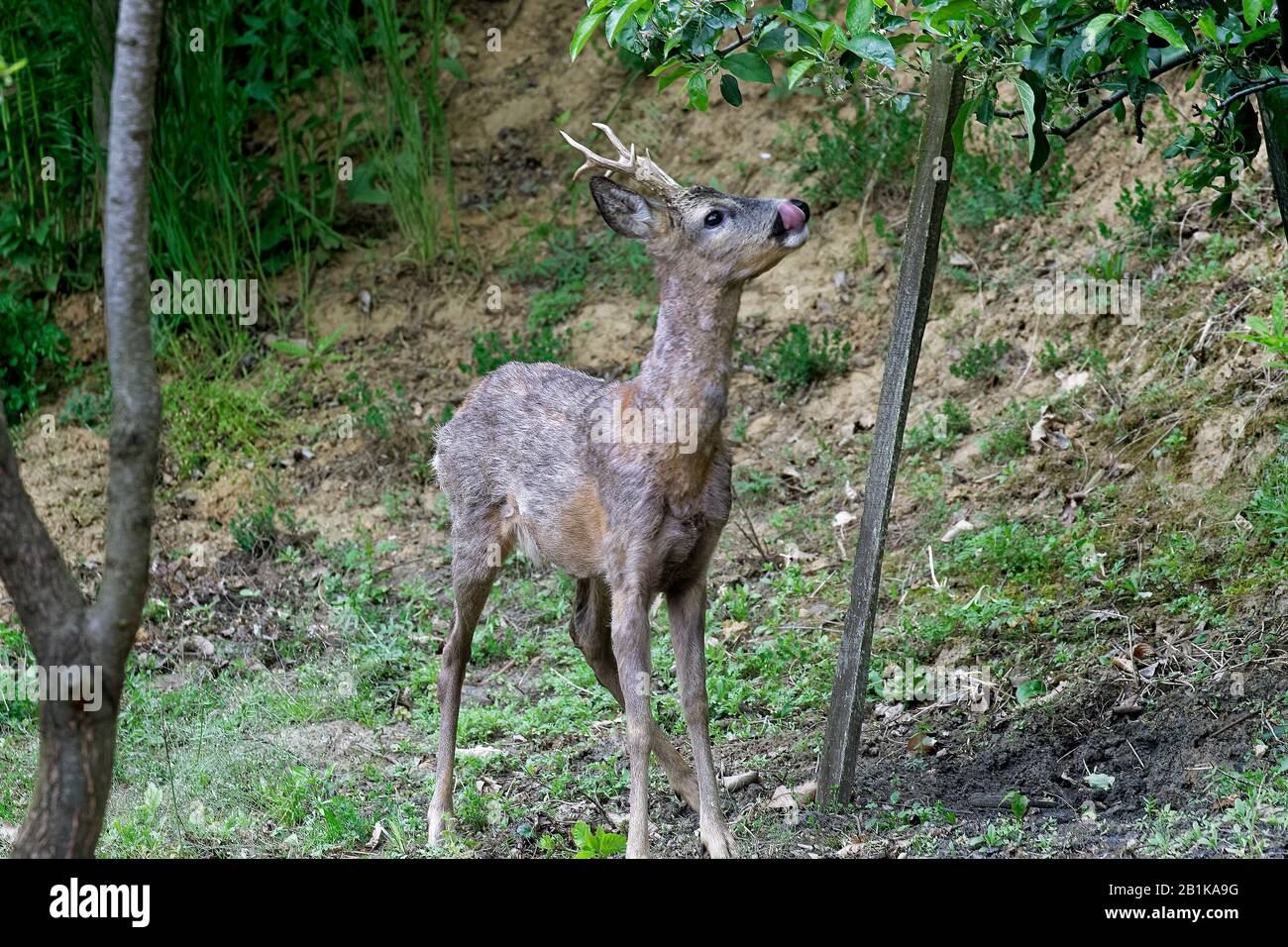 The roe deer near in an orchard Stock Photo - Alamy