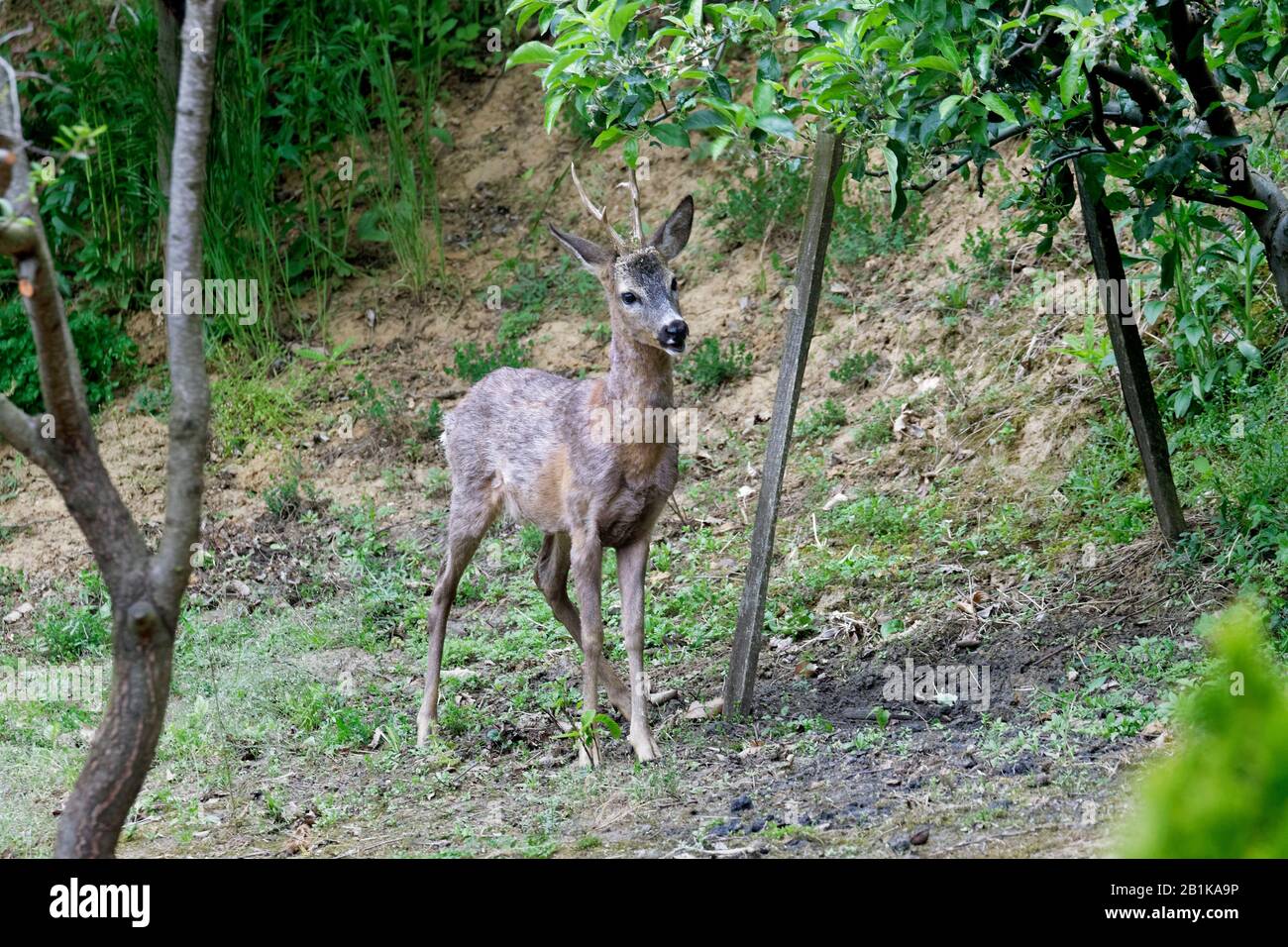 Hiding in an orchard hi-res stock photography and images - Alamy