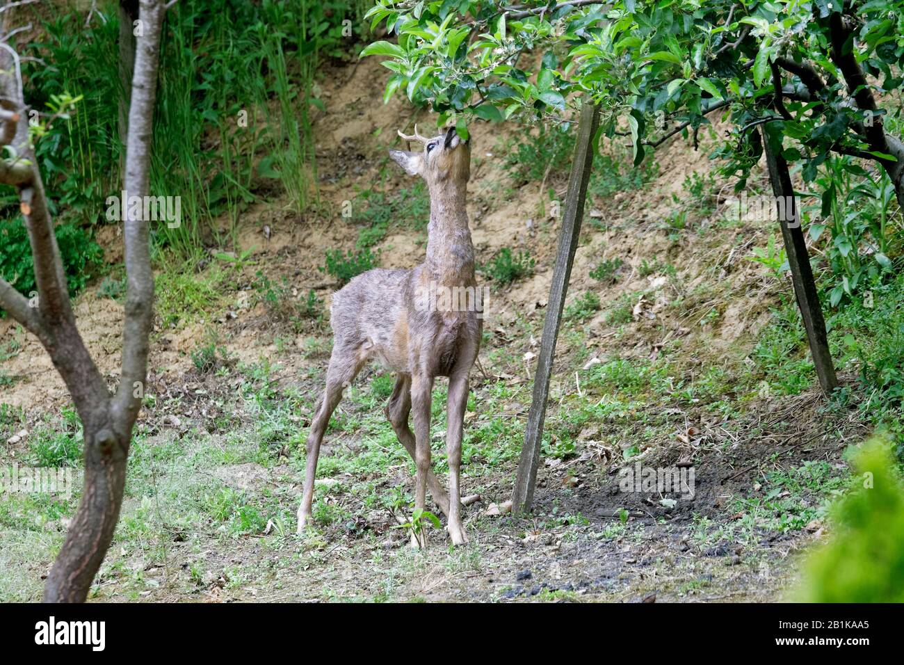 Hiding in an orchard hi-res stock photography and images - Alamy