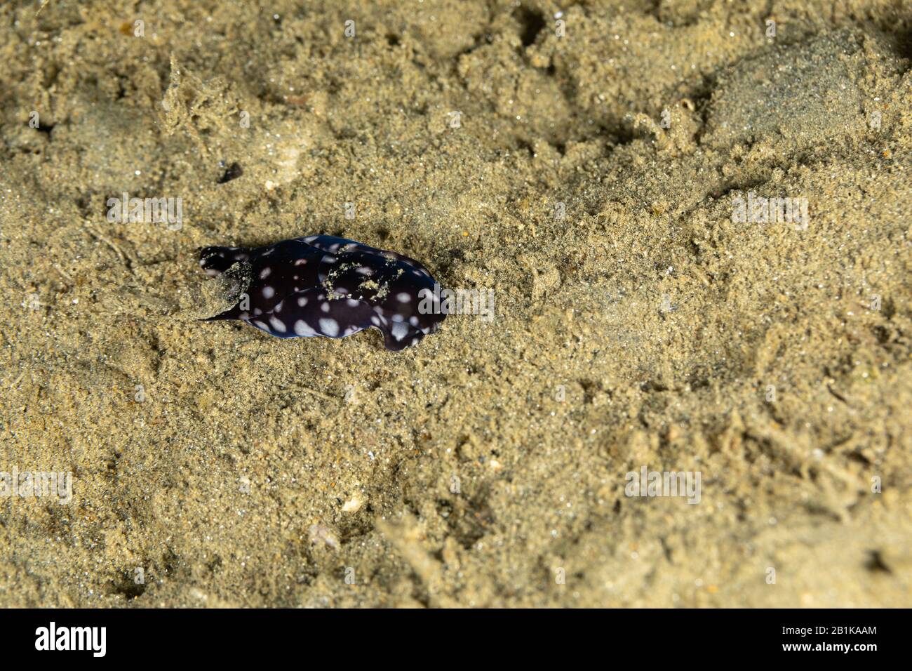 The most beautiful underwater snails of the Indian and Pacific Ocean ...