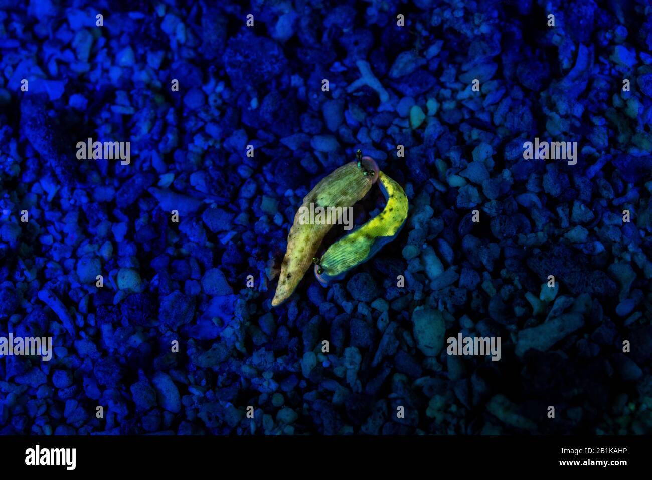 The most beautiful underwater snails of the Indian and Pacific Ocean ...