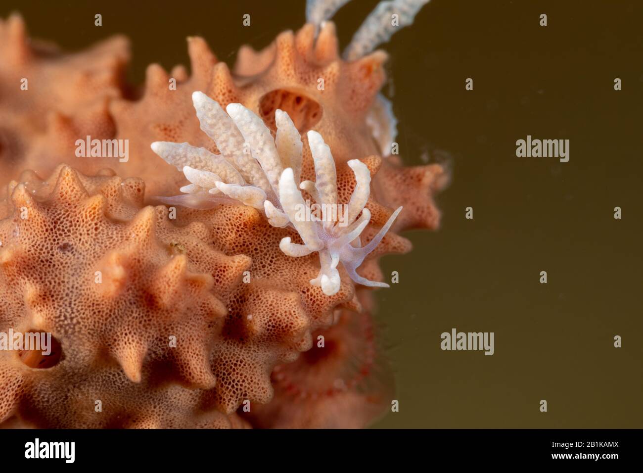 The most beautiful underwater snails of the Indian and Pacific Ocean ...
