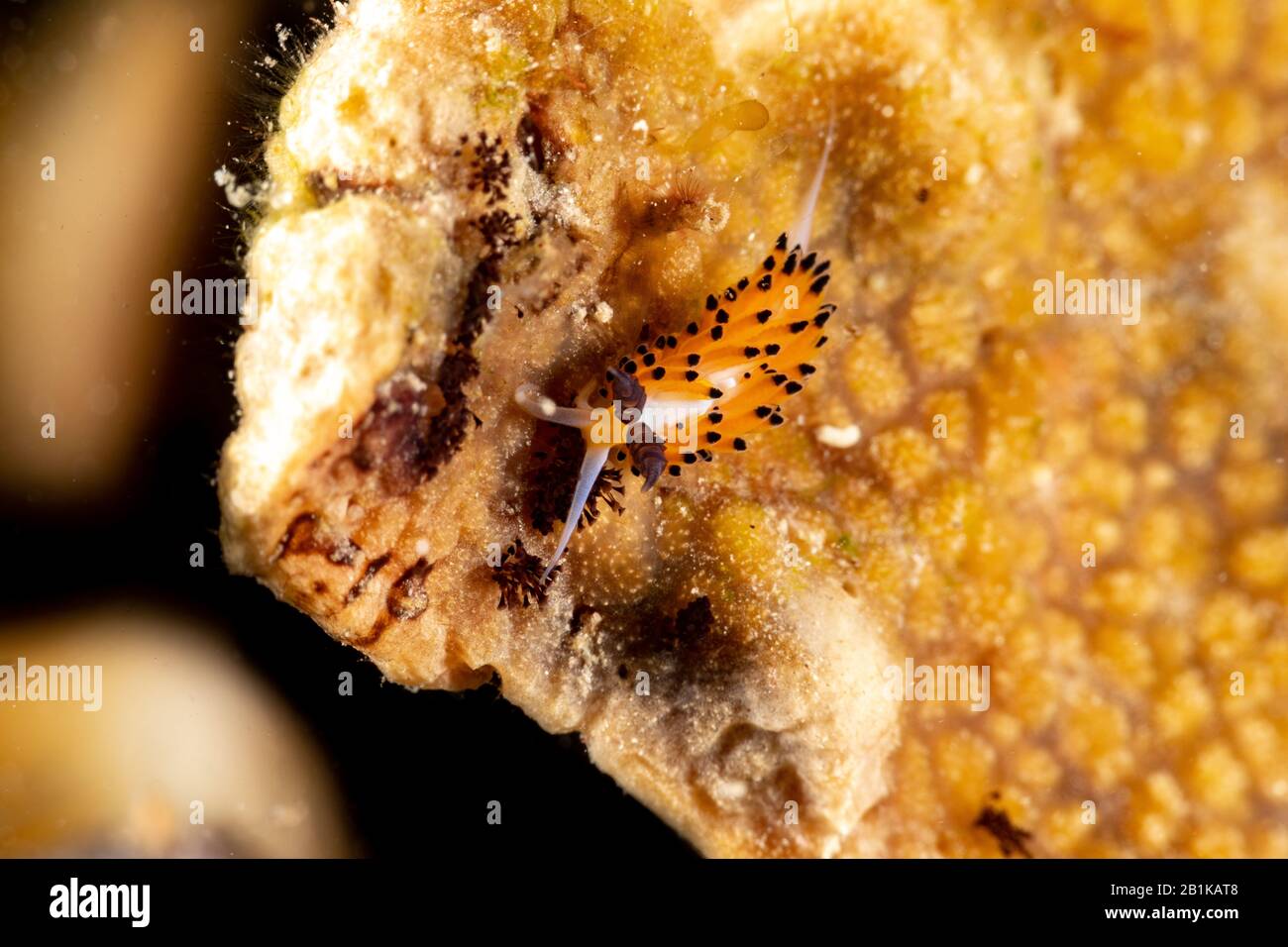 The most beautiful underwater snails of the Indian and Pacific Ocean ...