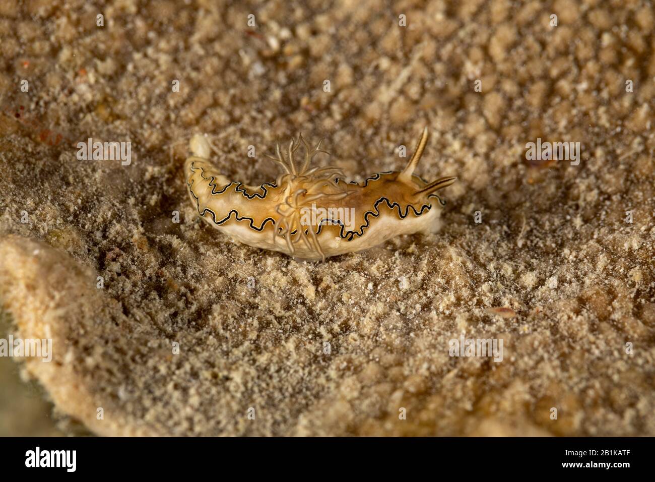 The most beautiful underwater snails of the Indian and Pacific Ocean ...