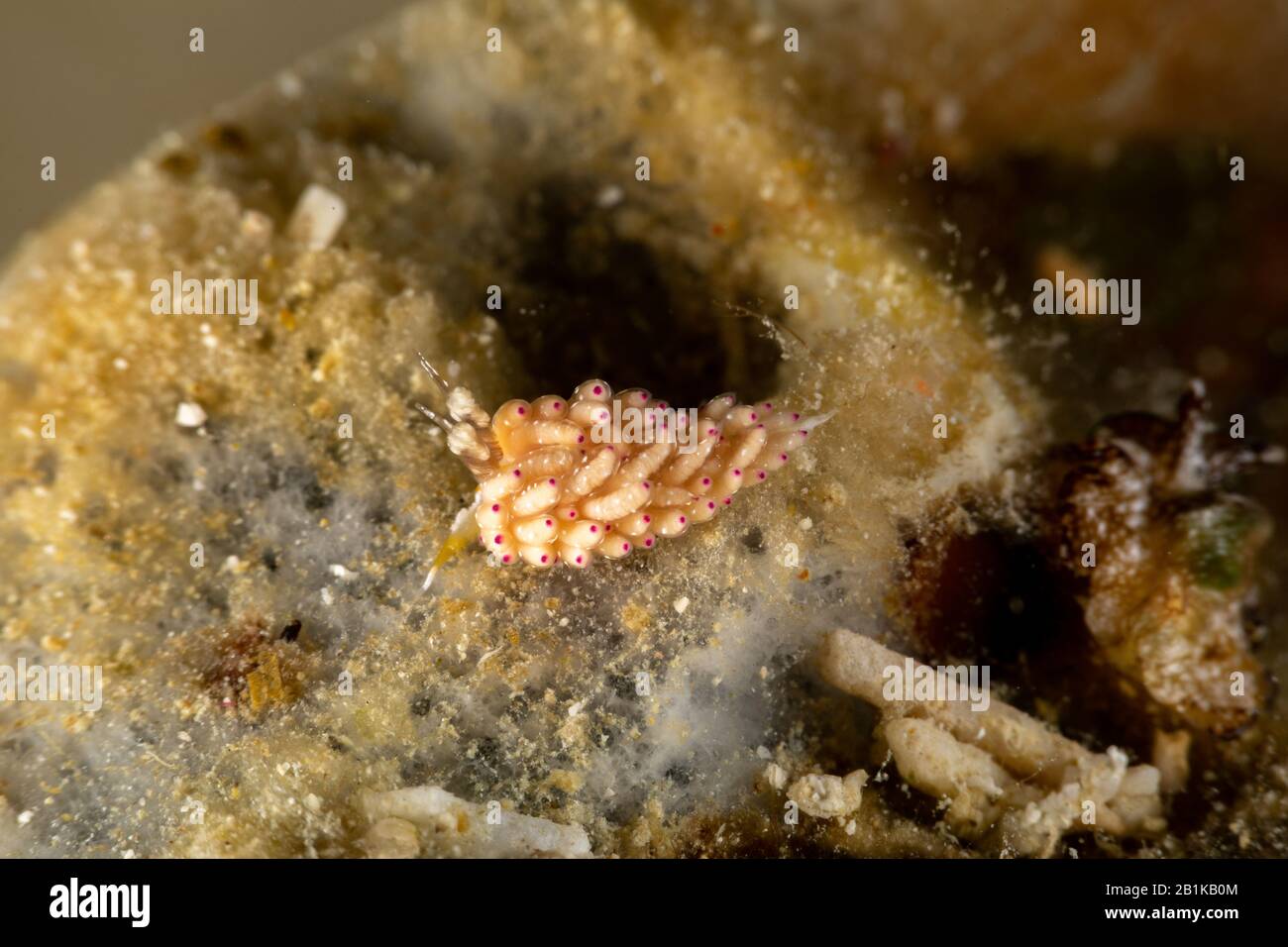 The most beautiful underwater snails of the Indian and Pacific Ocean ...