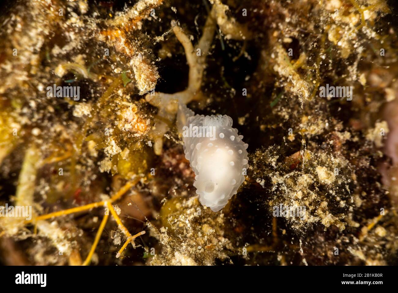 The most beautiful underwater snails of the Indian and Pacific Ocean ...