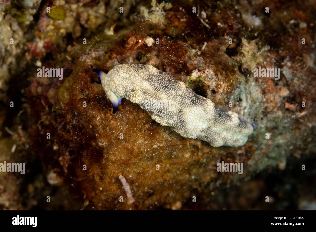 The most beautiful underwater snails of the Indian and Pacific Ocean ...