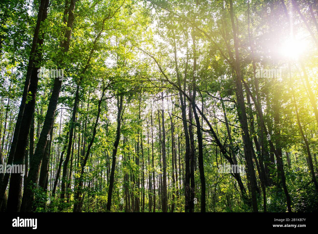 Green trees background. Sun rays through the trees Stock Photo - Alamy