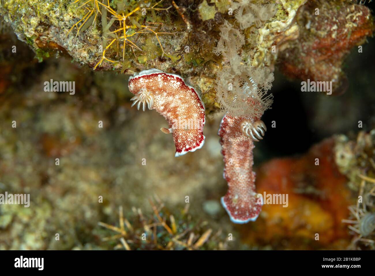 The most beautiful underwater snails of the Indian and Pacific Ocean ...