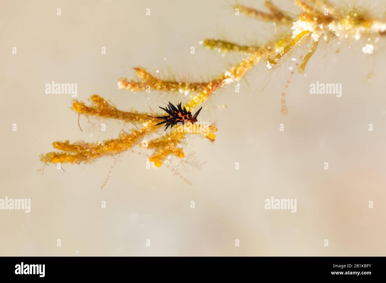 The most beautiful underwater snails of the Indian and Pacific Ocean ...