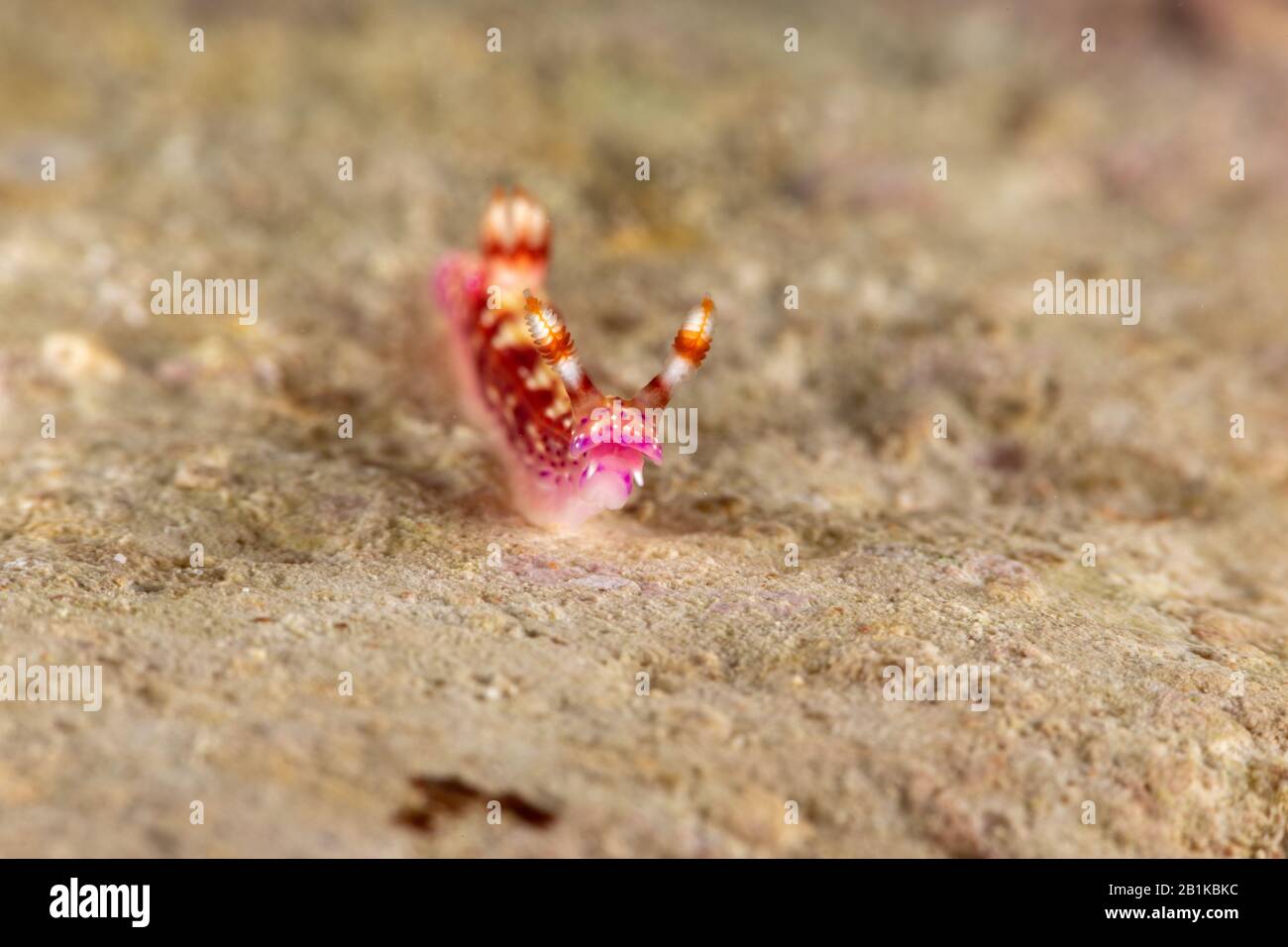 The most beautiful underwater snails of the Indian and Pacific Ocean ...