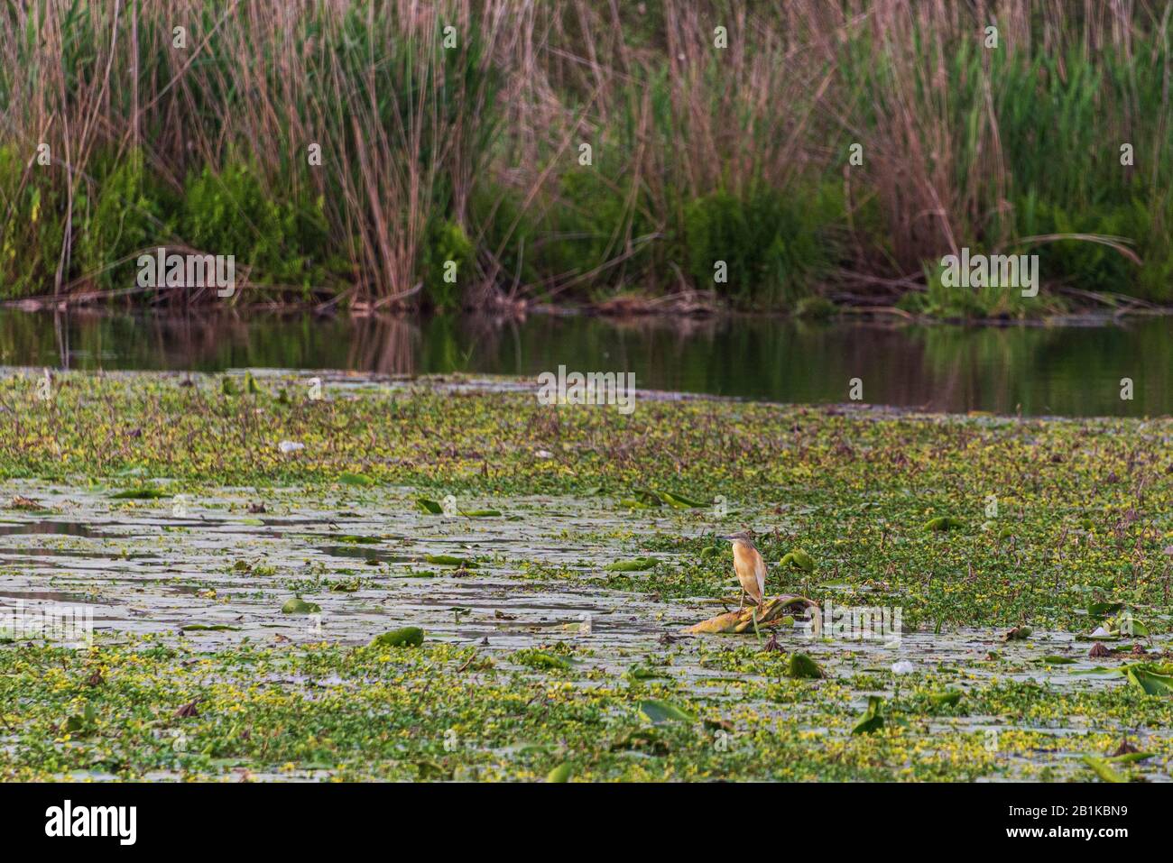 water birds inside the Mantua lakes, Mincio regional park, Mantua ...