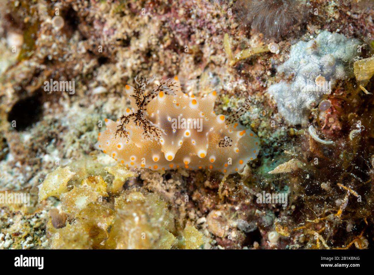 The most beautiful underwater snails of the Indian and Pacific Ocean ...